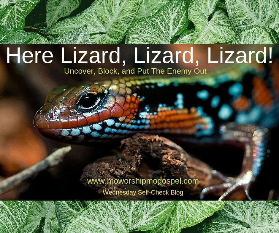 Here Lizard, Lizard, Lizard!